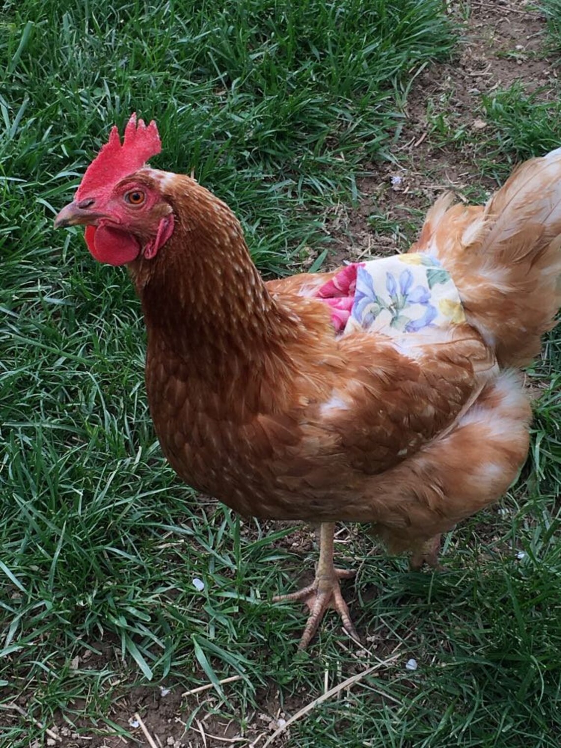 Chicken Aprons Chicken Saddle Chicken Jackets Back | Etsy