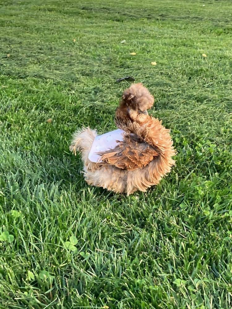 Chicken Aprons, Chicken Saddle, Chicken Jackets, Back Protector ...