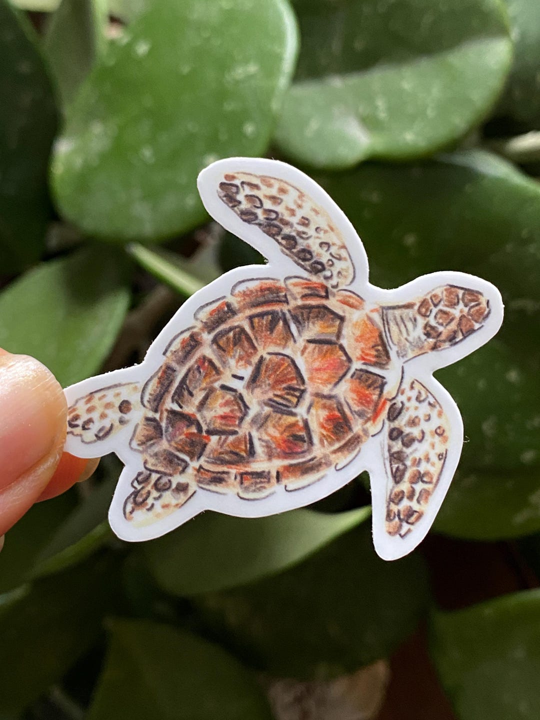 Loggerhead Sea Turtle, Sea Turtle Sticker, Sea Turtle Gift, Animal ...