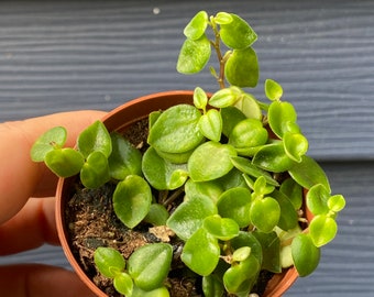 Peperomia Perciliata - Etsy