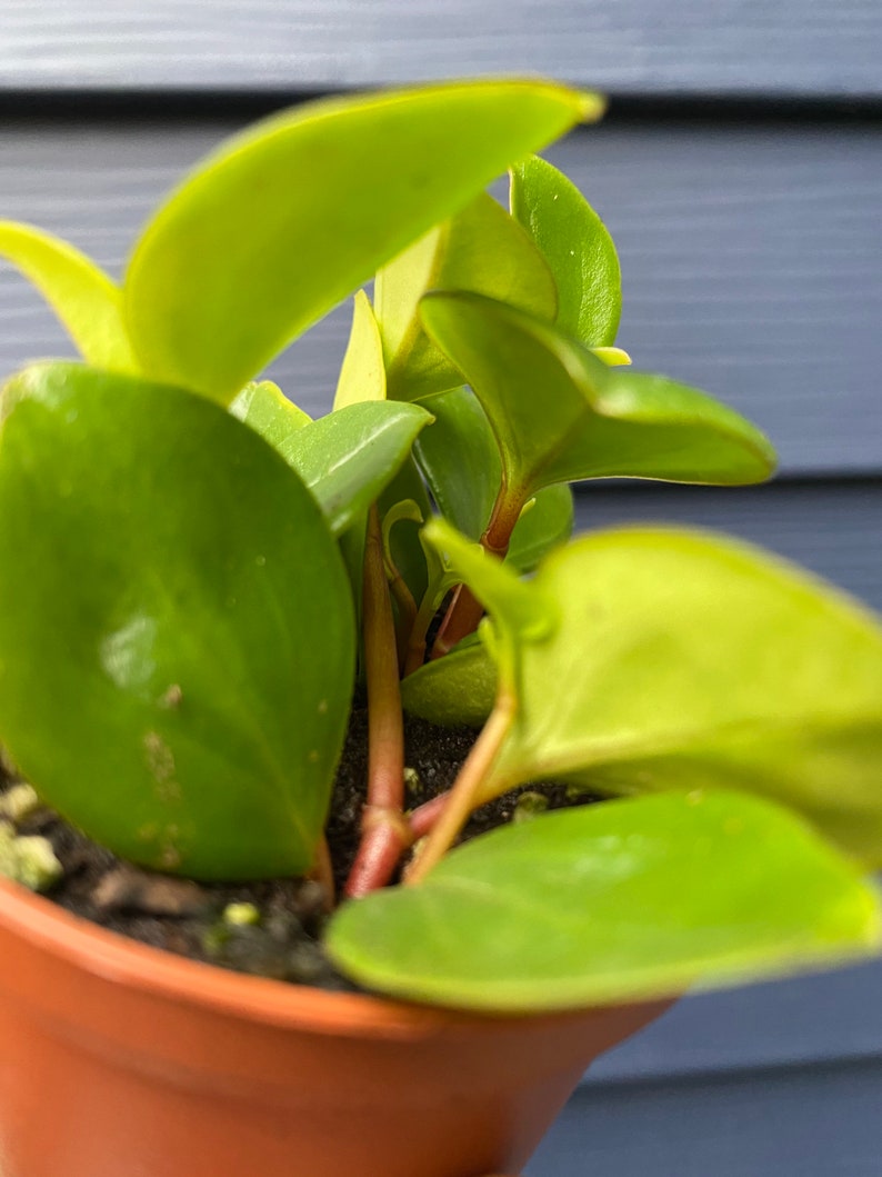 Peperomia Cubensis 2.5 Potted - Etsy