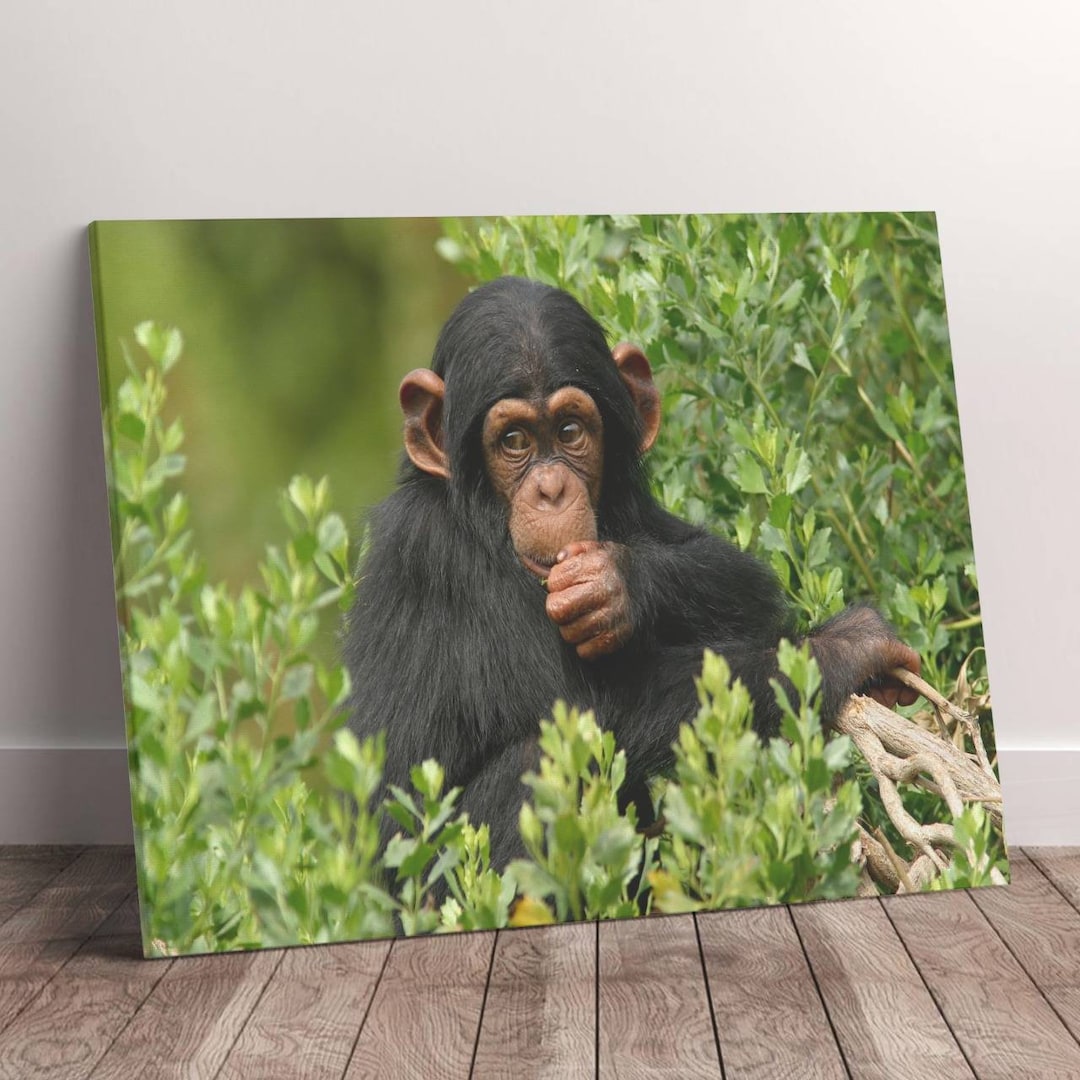 Monkey Poster, Monkey Canvas Wall Art Ready to Hang, Canvas Man Cave ...