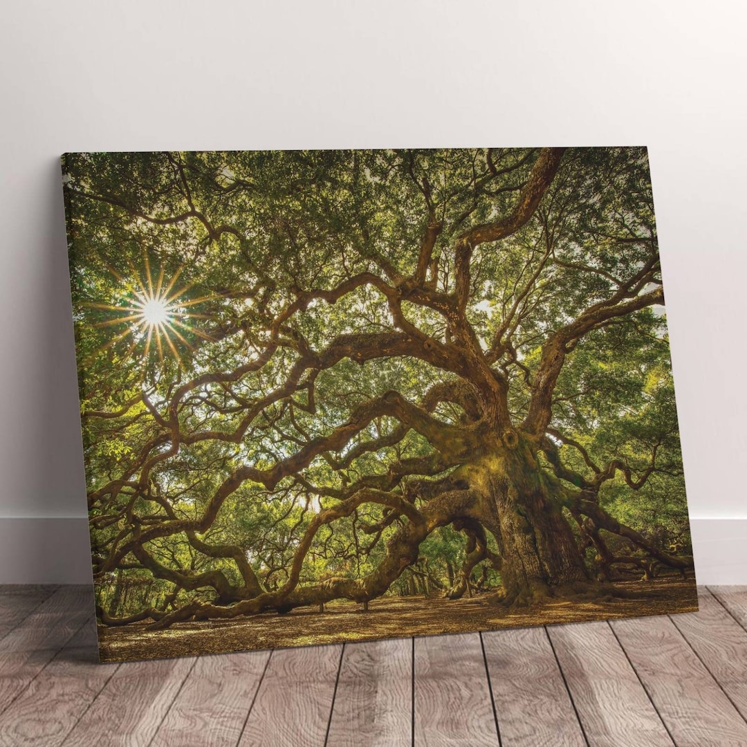 Old Oak Tree Sunlight, Canvas Wall Art, Canvas Man Cave Art, Home Decor ...