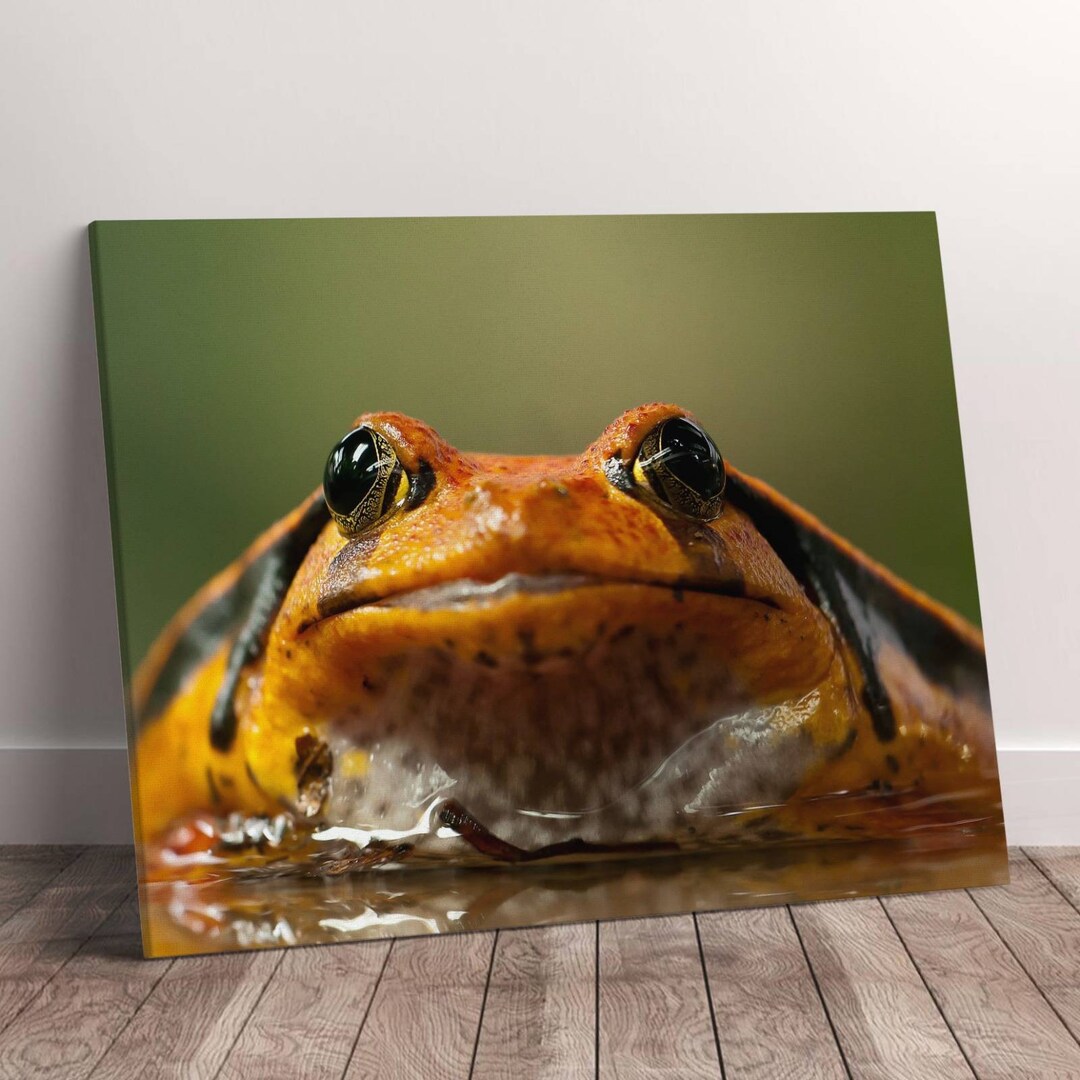 Frog Toad Eyes Canvas Wall Art Design, Poster Print Decor for Home ...