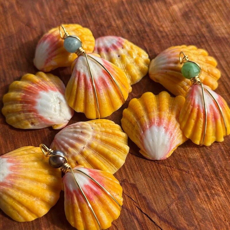 Sunrise Shell - Etsy
