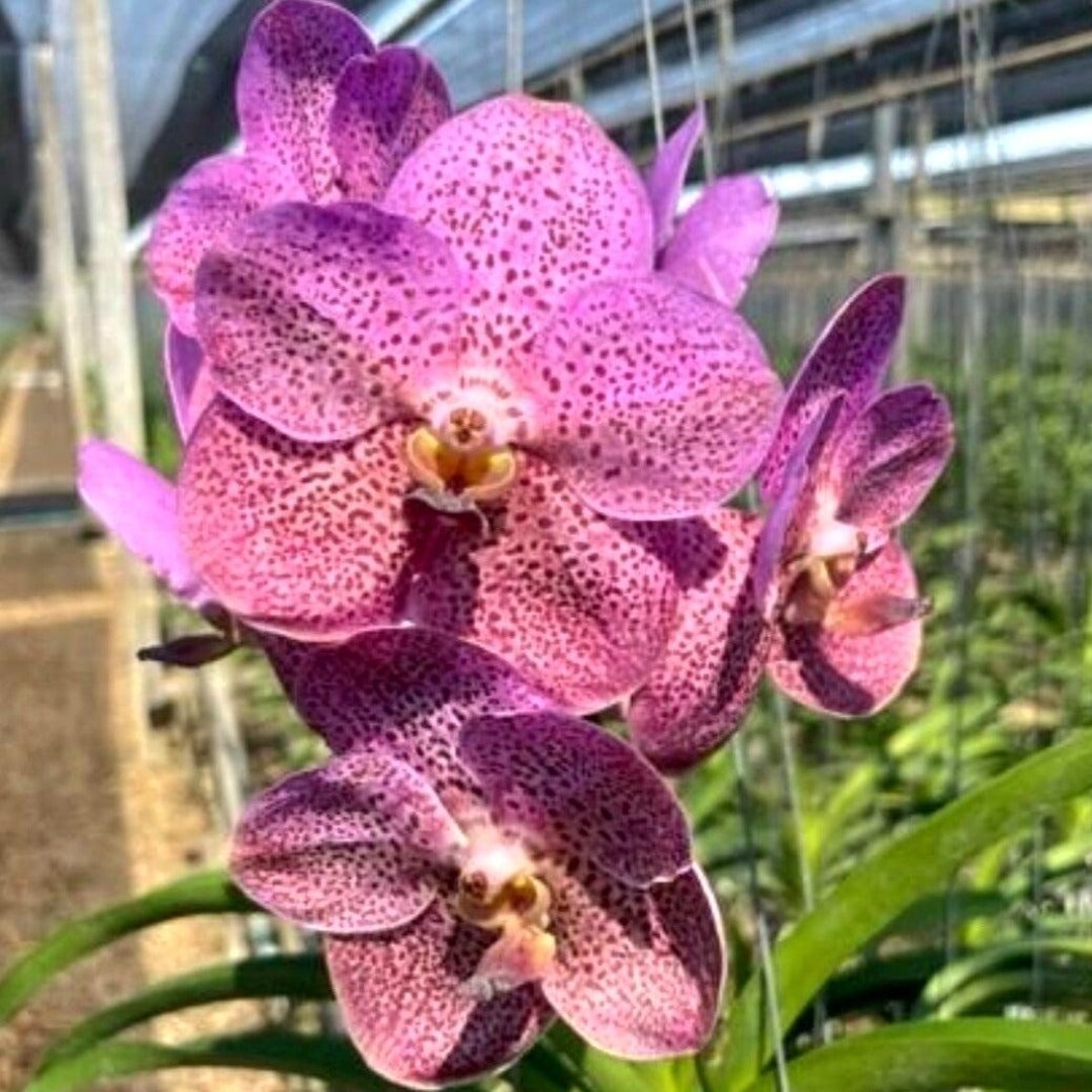 Vanda Kulwadee X Thaispot - Etsy