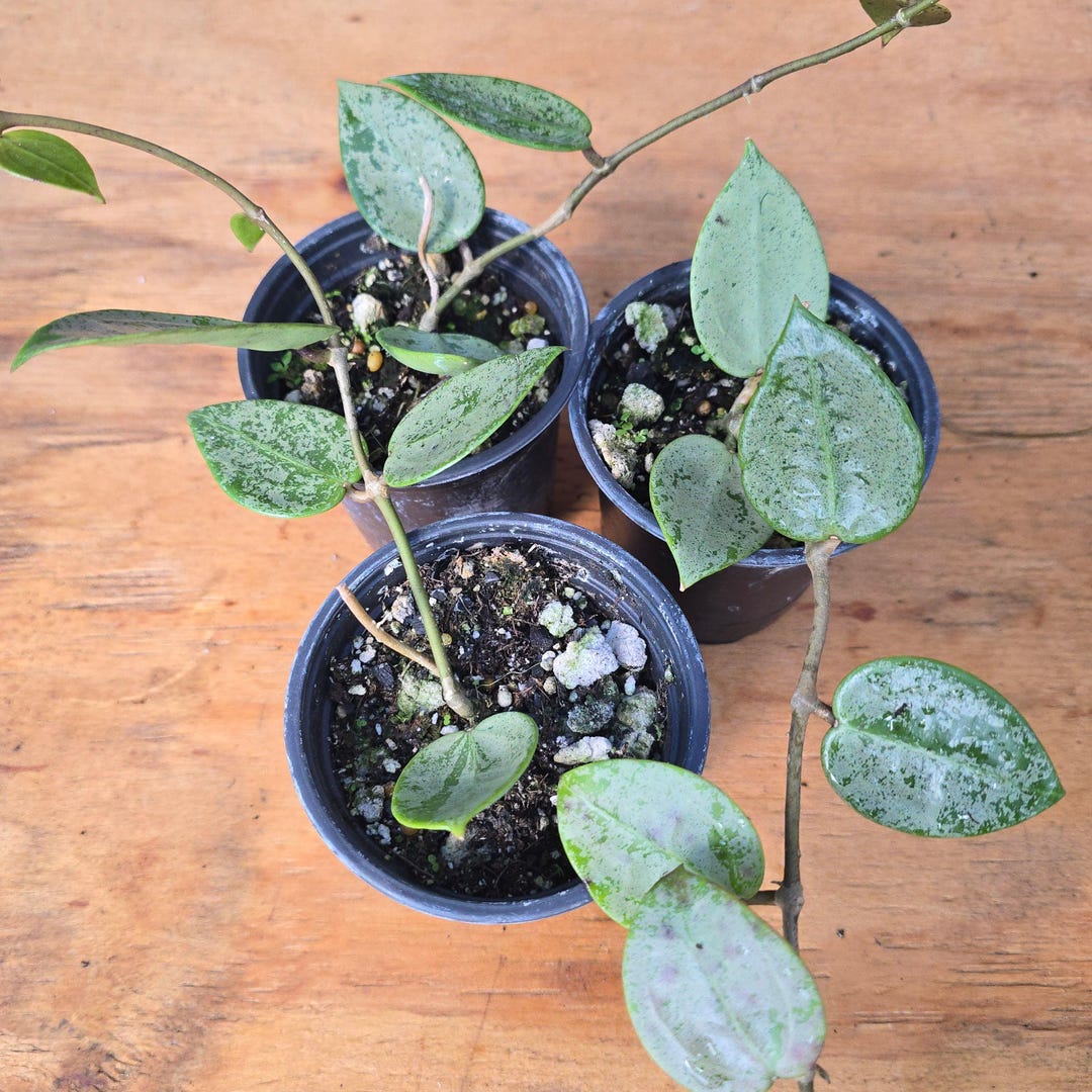 Hoya Parasitica Silver Heart - Etsy
