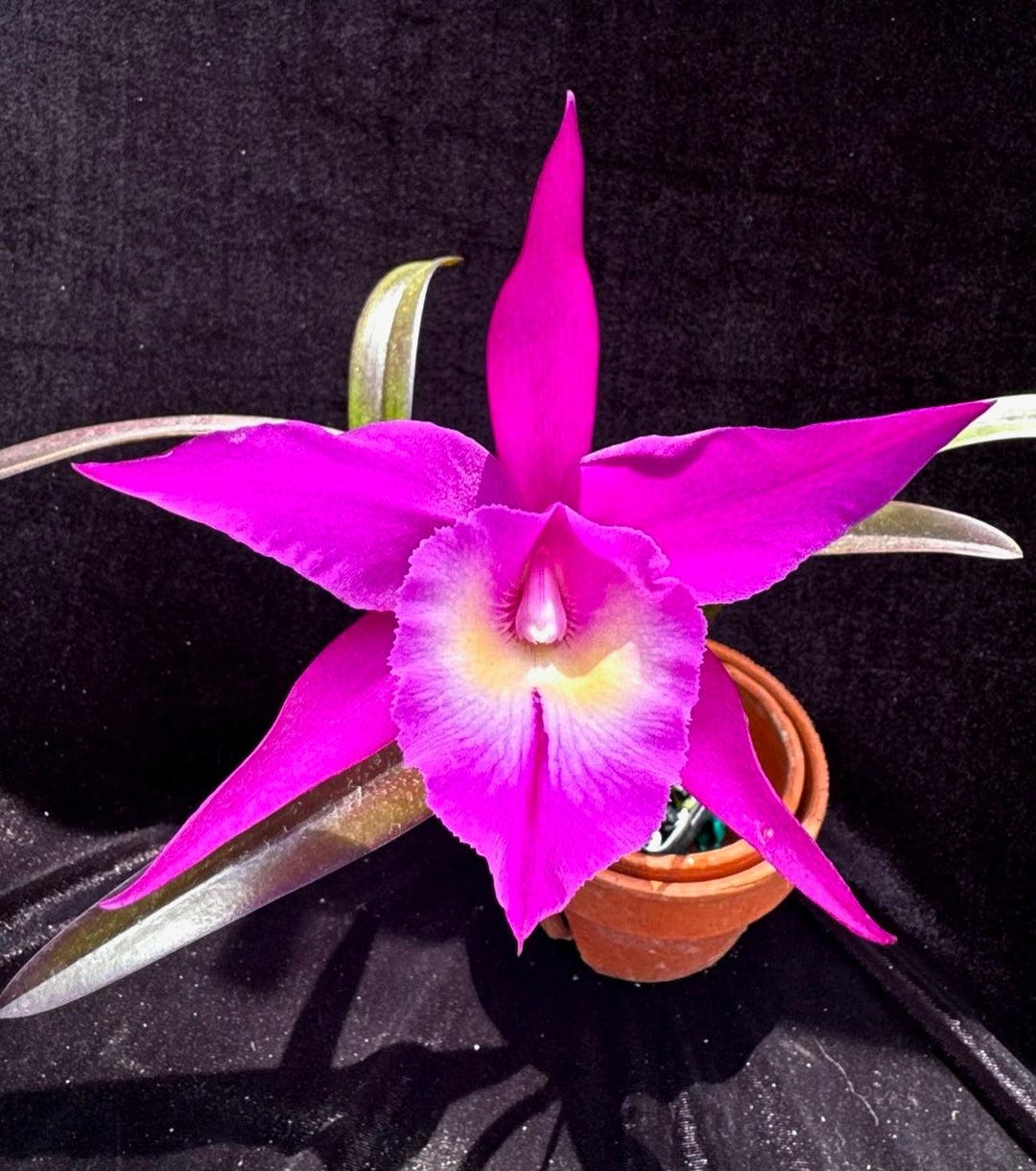 Rby. TLDC Divine Phoenix 'pterodactyl' SM/WOC - Etsy