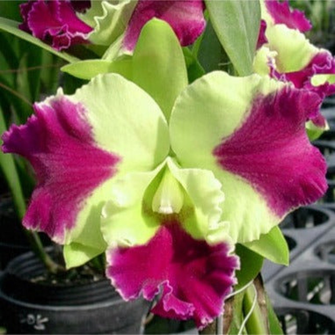 Rlc. Kat Red Panda dragon Cat - Etsy