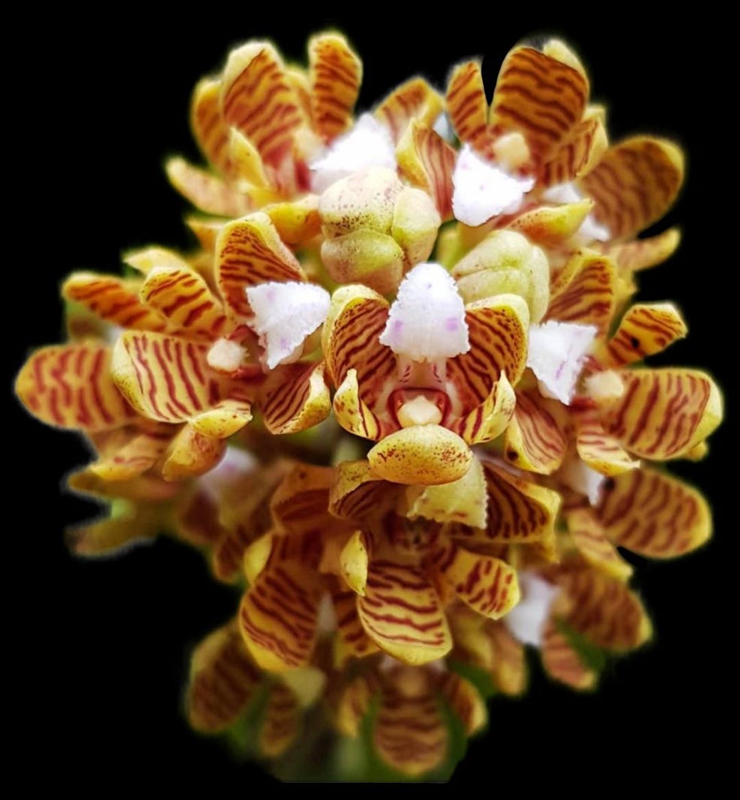 Acampe Rigida - Etsy