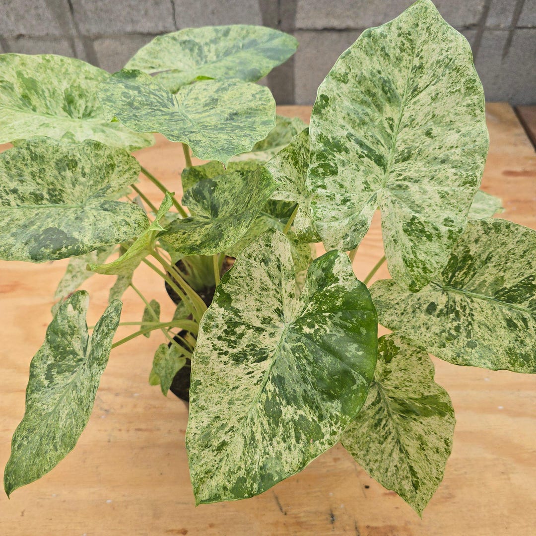 Alocasia Odora 'batik' Variegated - Etsy