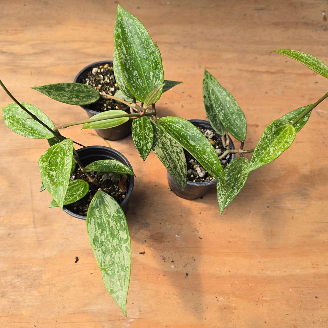 Hoya Rangsan Splash - Etsy