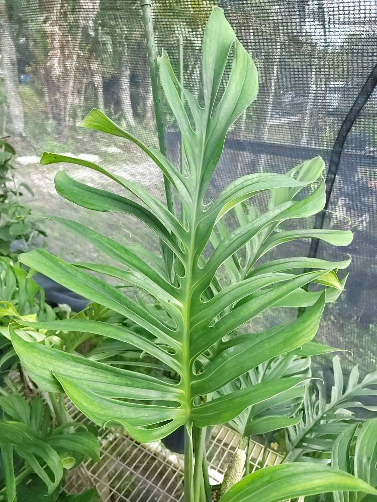 MONSTERA Pinnatipartita - Etsy