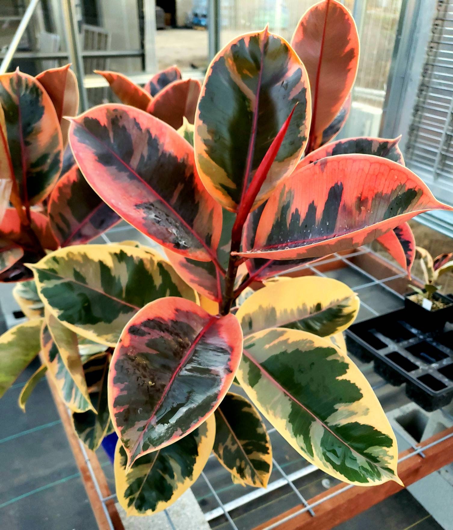 FICUS ELASTICA 'RUBY' variegated red ficus tree | Etsy