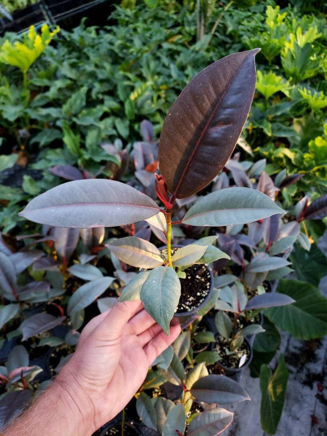 FICUS ELASTICA 'RUBY' variegated red ficus tree | Etsy