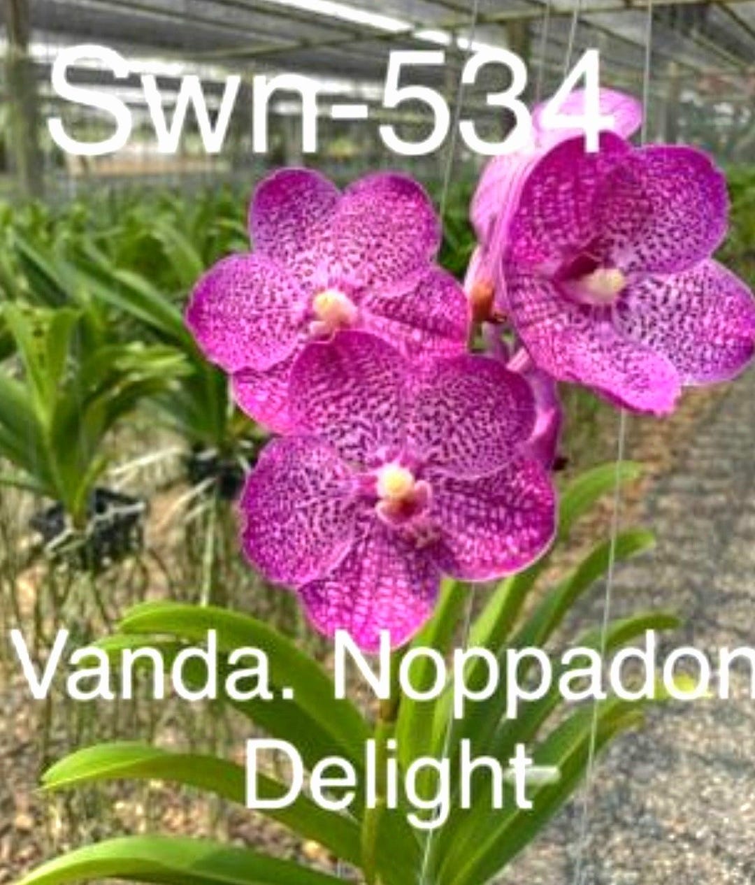 Vanda Noppadon Delight - Etsy