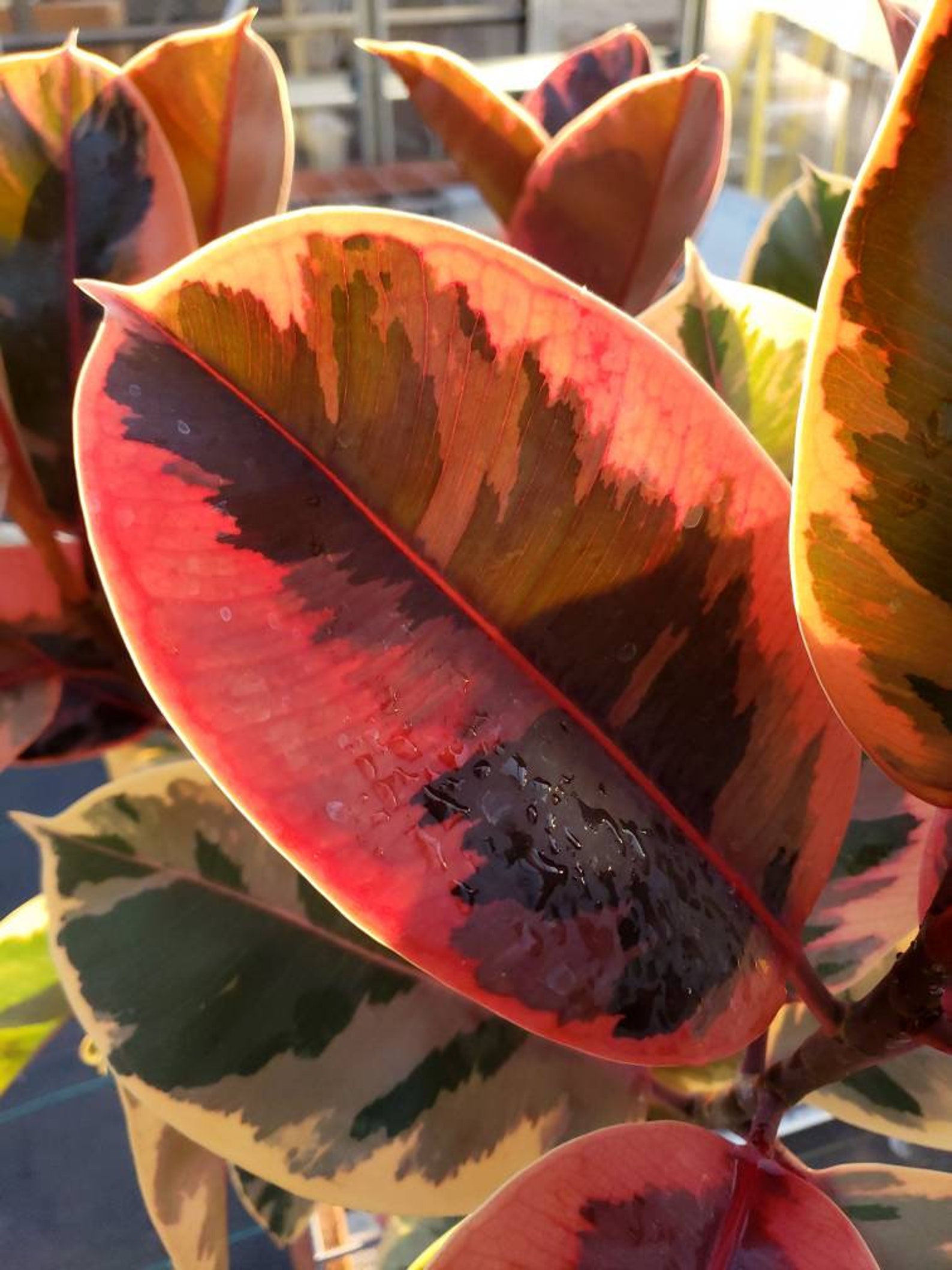 FICUS ELASTICA 'RUBY' variegated red ficus tree | Etsy