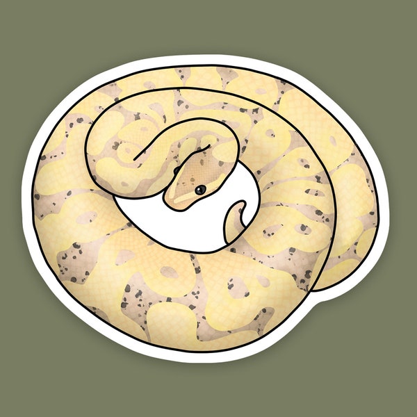 Ball Python - Etsy
