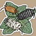 Isopod Vinyl Sticker /rolly Polly / Pill Bug - Etsy