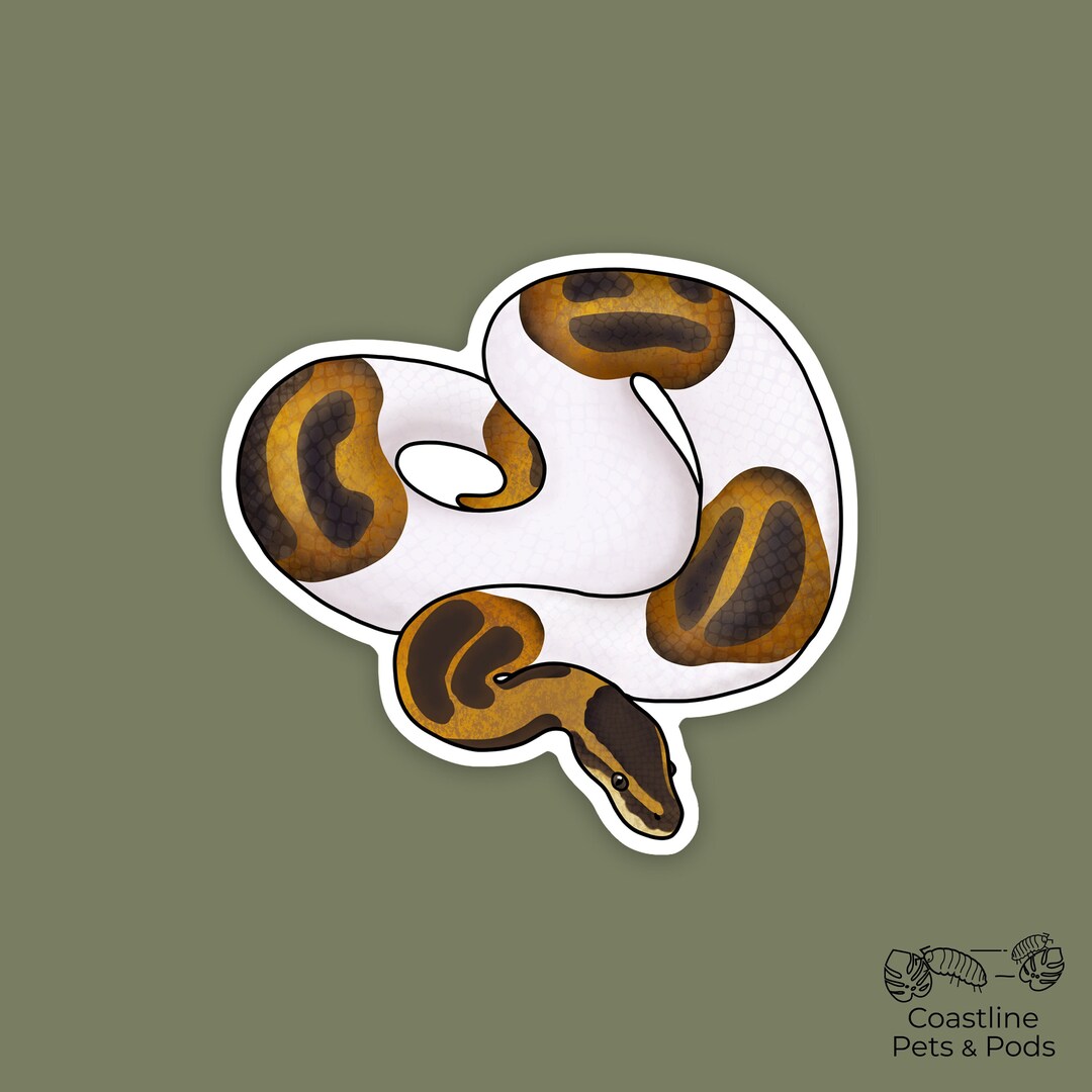 1 Pc - Vinyl Pied Ball Python Sticker, Ball Python Decal for Water ...
