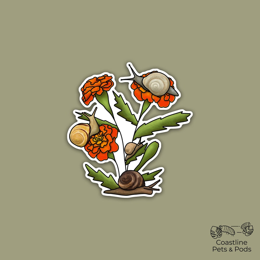 1 Pc - Vinyl Snails Sticker, Terrestrial Snails, Nature Stickers ...