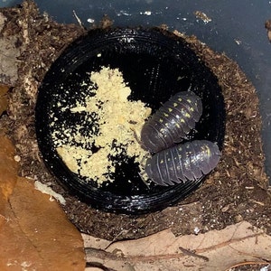 Iso-eats, Isopod Food, Isopod Complete Diet, Premium Bug Food, Insect ...