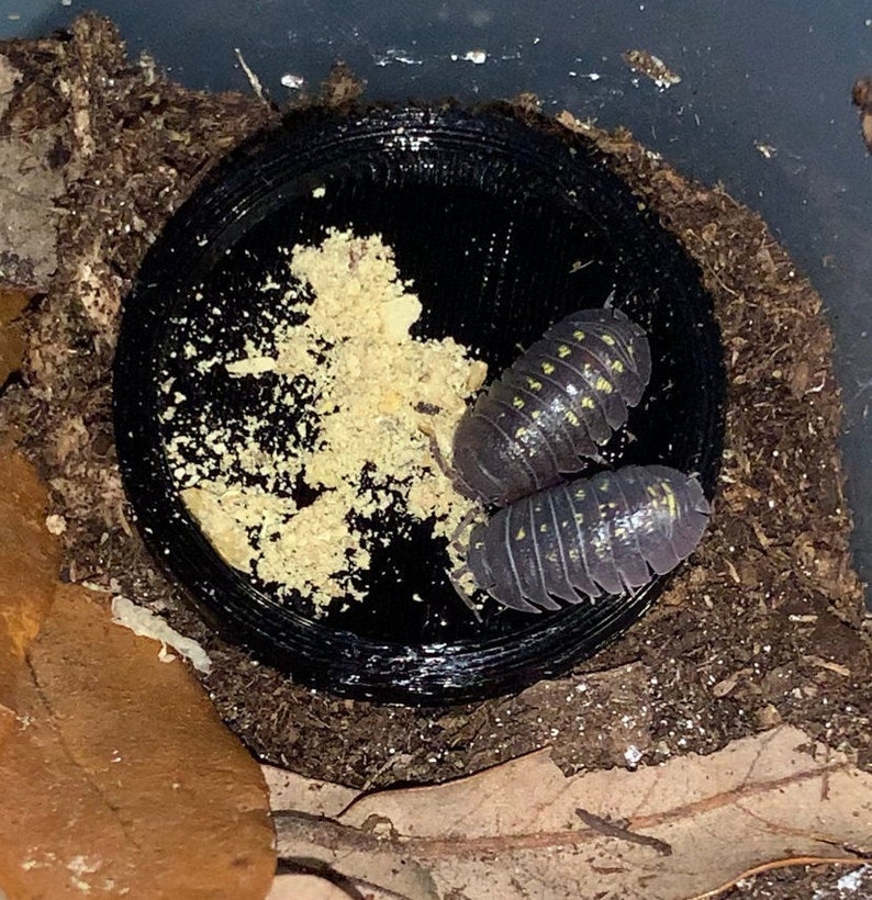 Iso-eats Isopod Food Isopod Complete Diet Premium Bug Food - Etsy