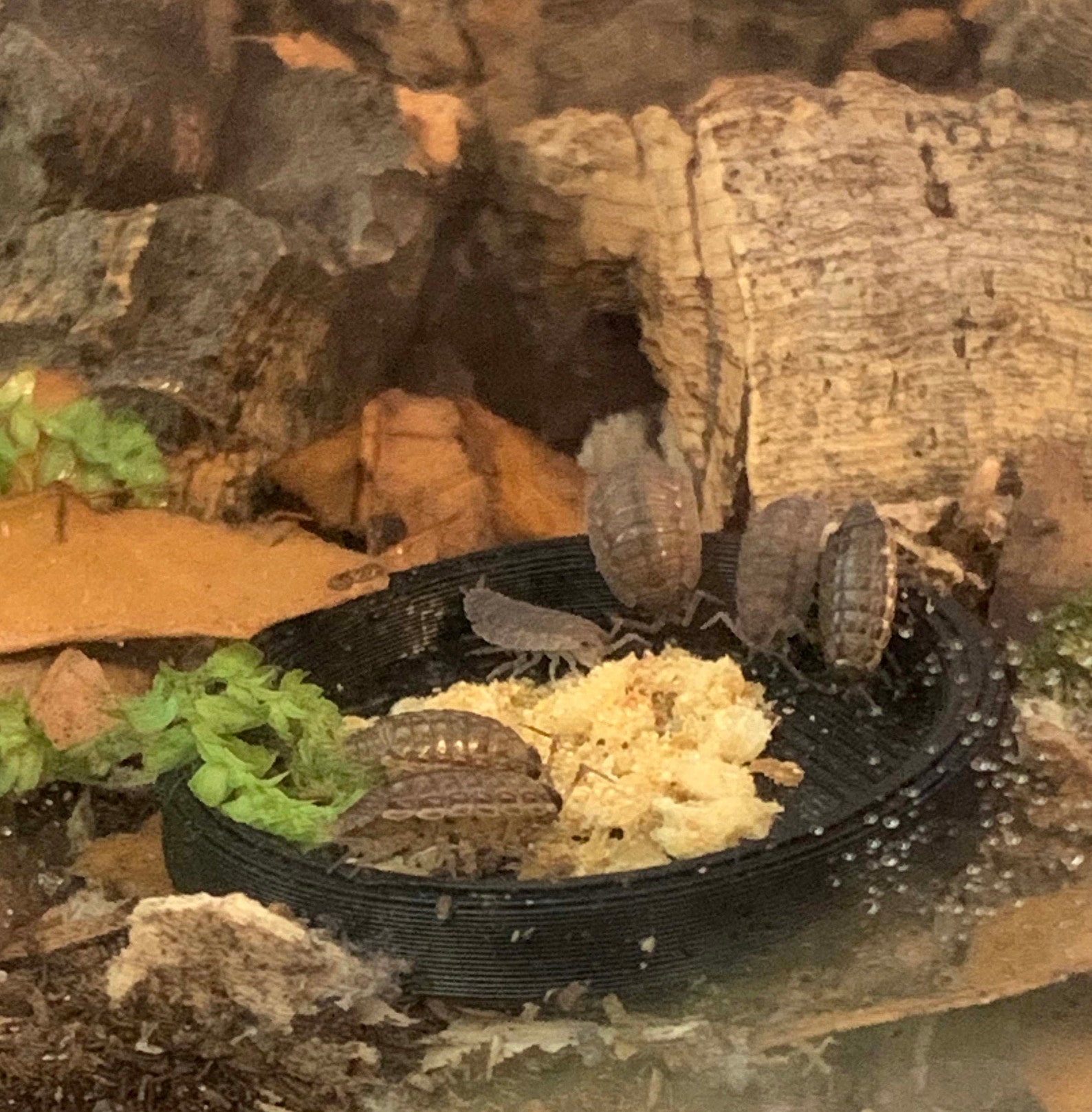 Iso-eats, Isopod Food, Isopod Complete Diet, Premium Bug Food, Insect ...