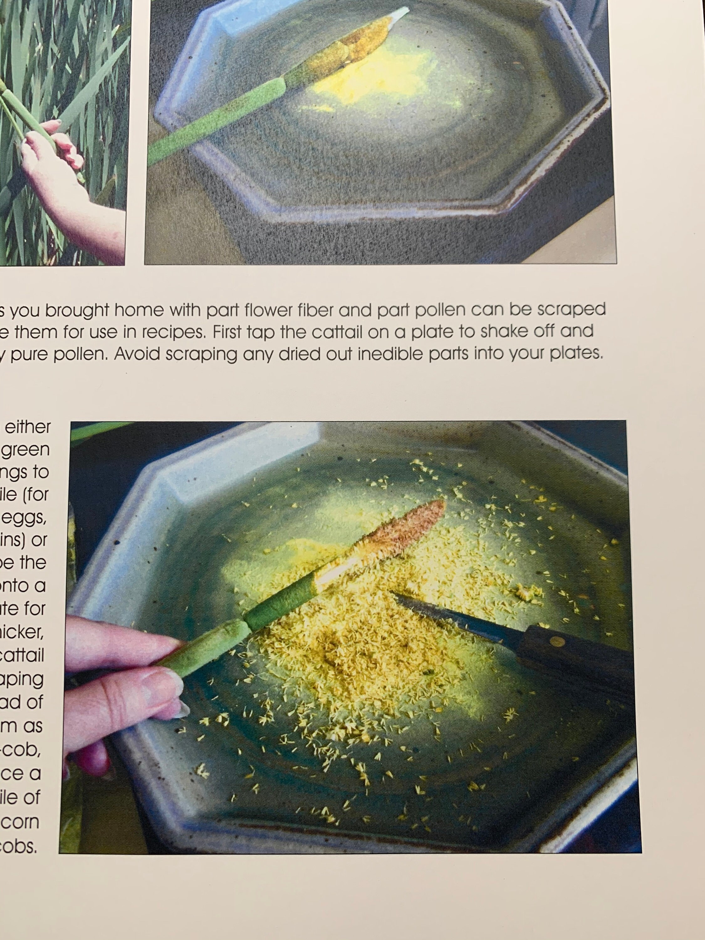 How to Harvest & Cook Cattails Digital Download 16 Pages. - Etsy