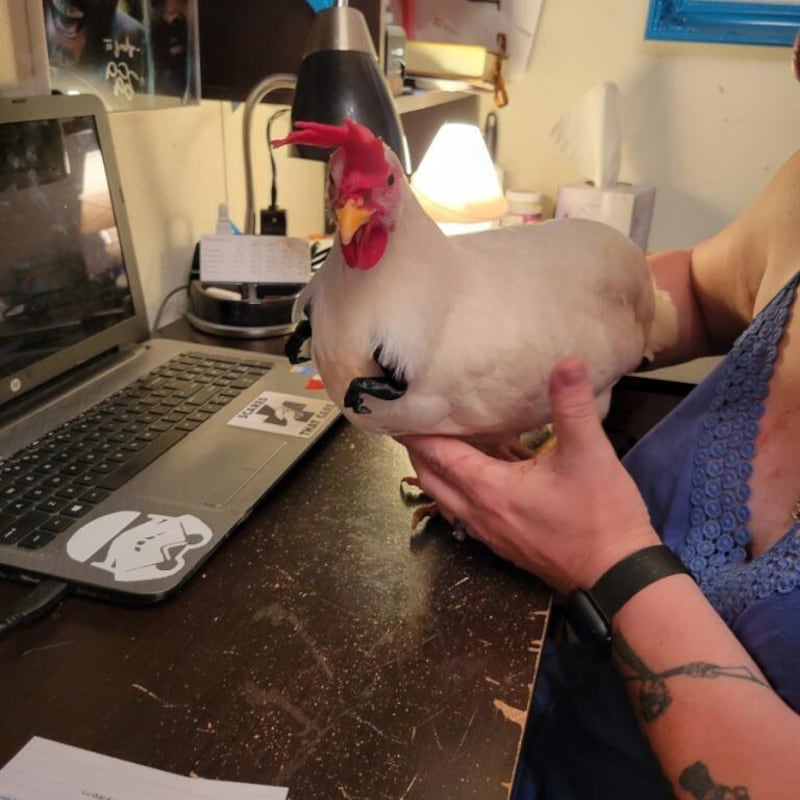 Chicken Arms for Chickens - Etsy