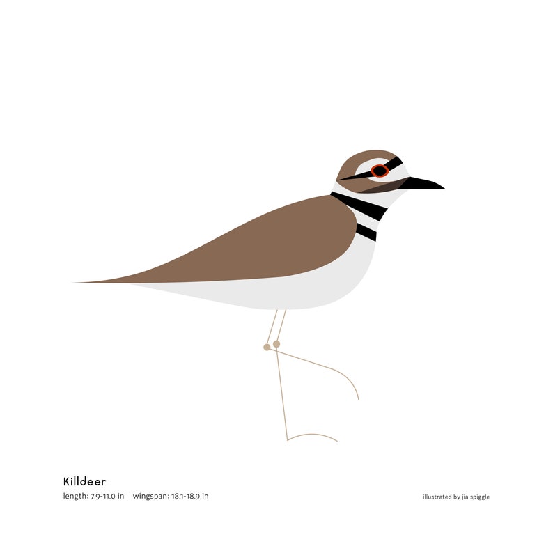 Killdeer Art Print / Field Guide / Bird Poster / Wading Bird / - Etsy