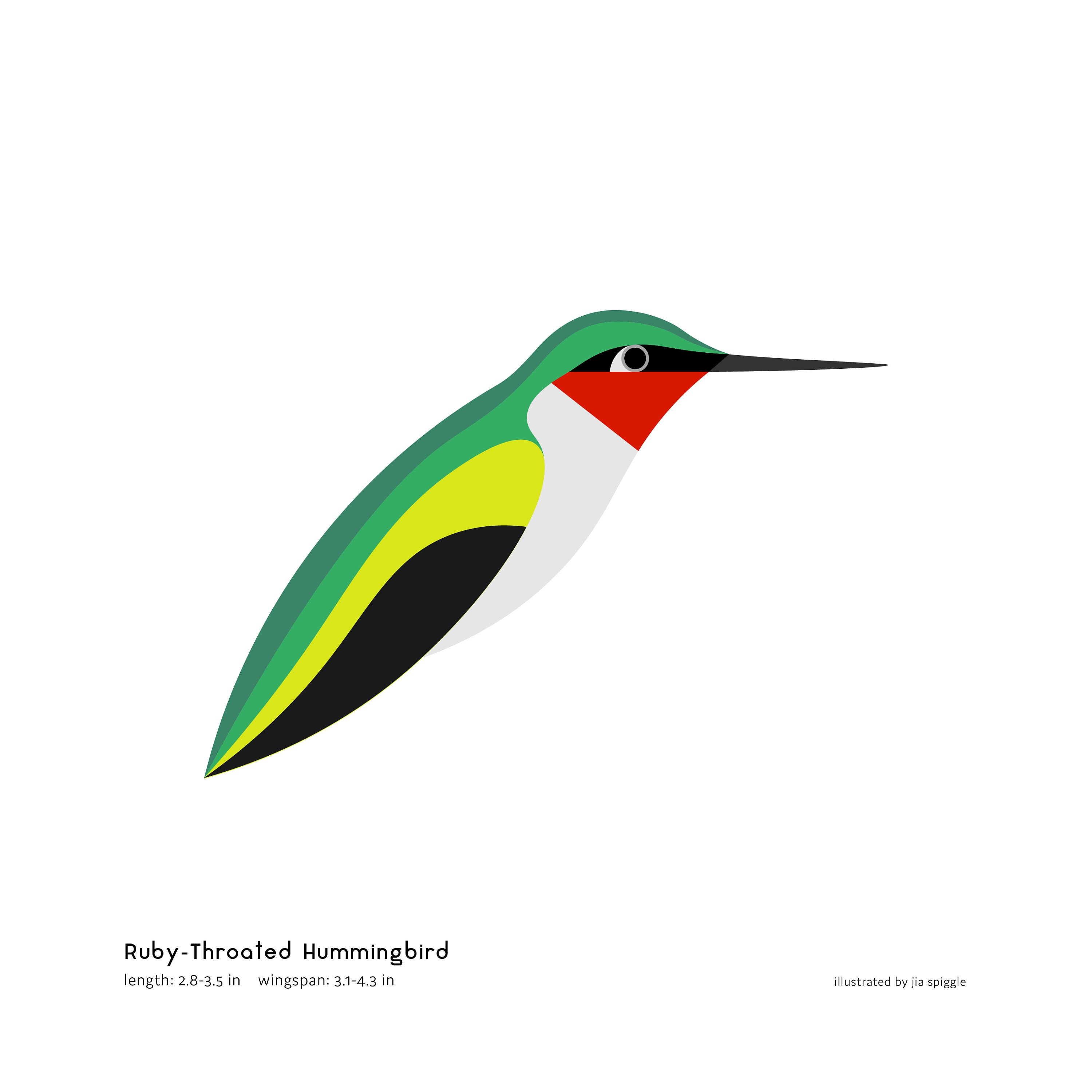 Ruby-throated Hummingbird Art Print / Field Guide / Modern - Etsy
