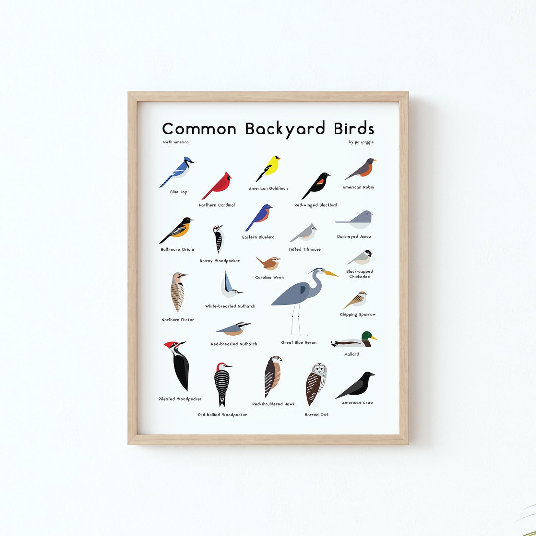 Common Backyard Birds Poster / North America / Nature Illustration ...