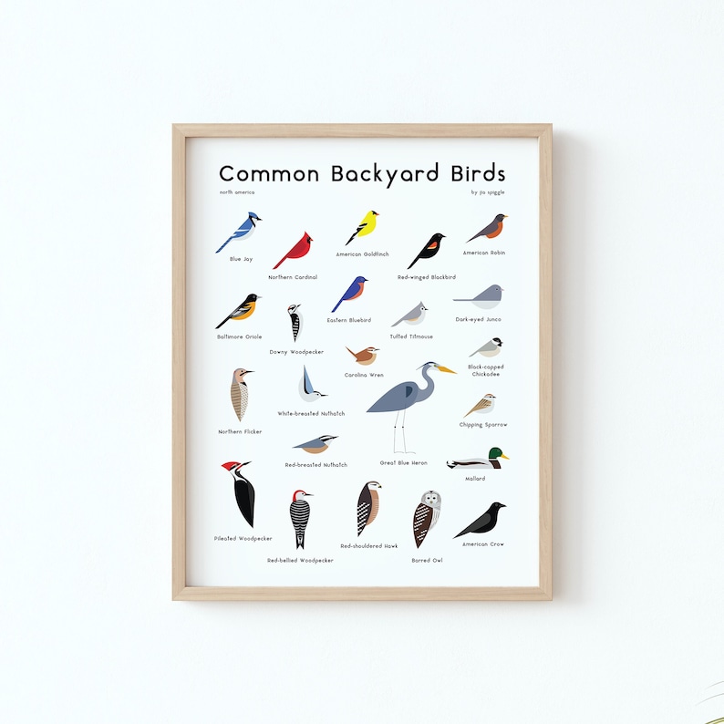 Common Backyard Birds Poster / North America / Nature Illustration ...