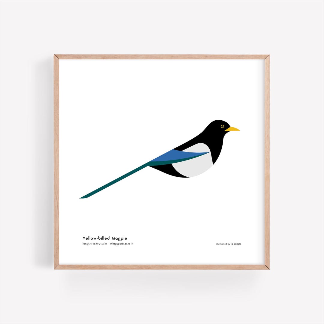 Yellow-billed Magpie Art Print: Modern Bird Illustration - Etsy