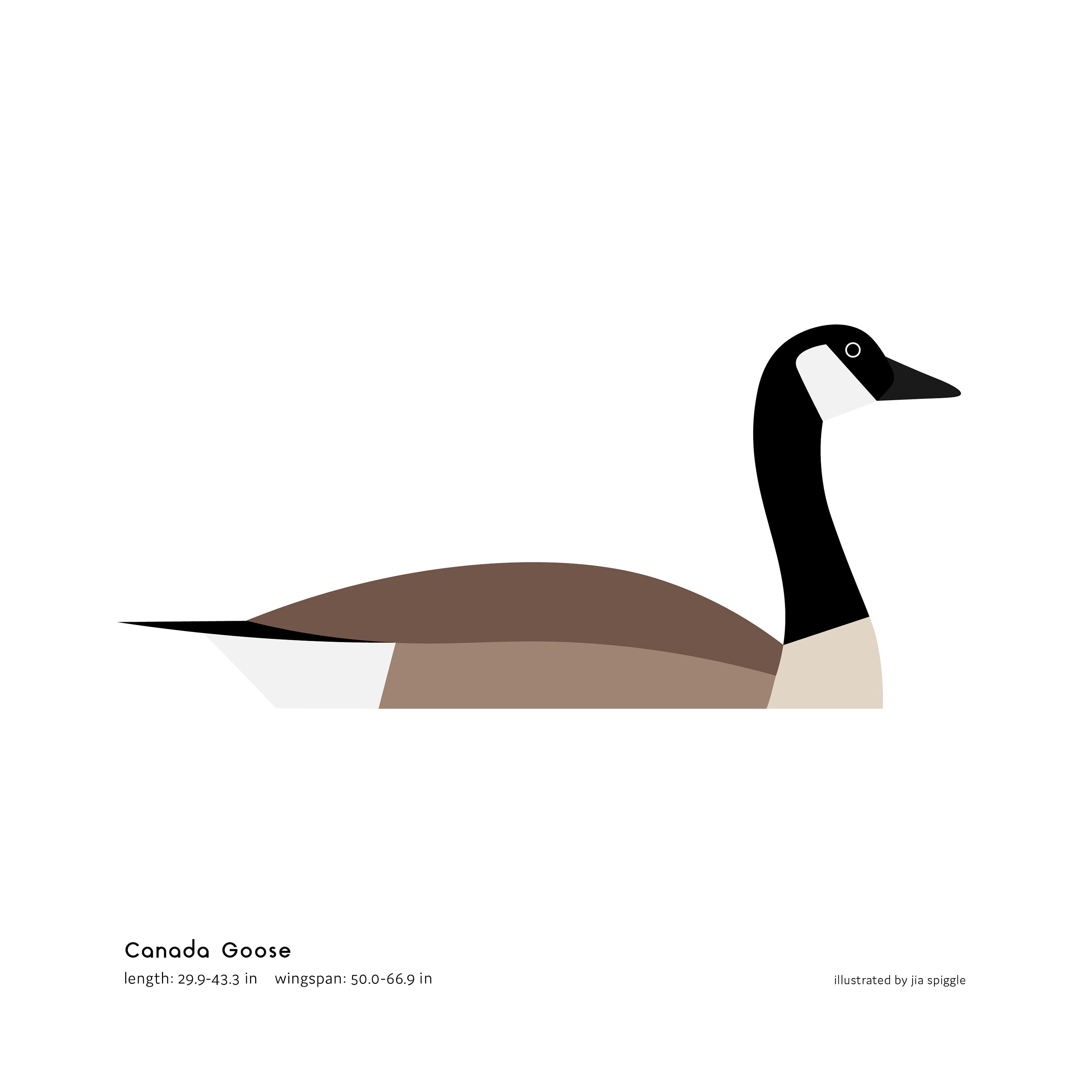 Canada Goose Art Print / Field Guide / Bird Poster / Bird - Etsy