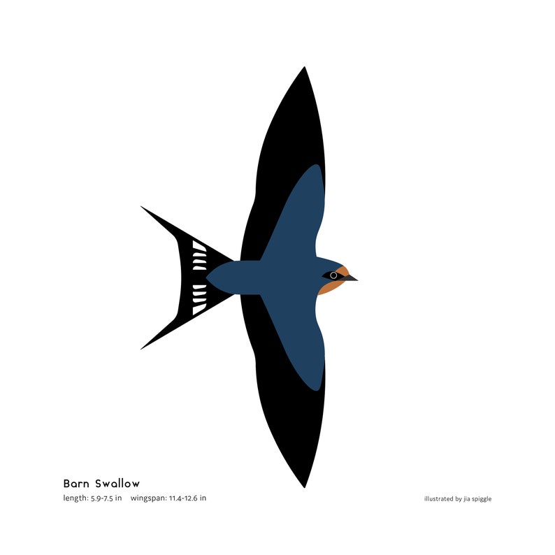 Barn Swallow Art Print / Field Guide / Bird Poster / Modern | Etsy