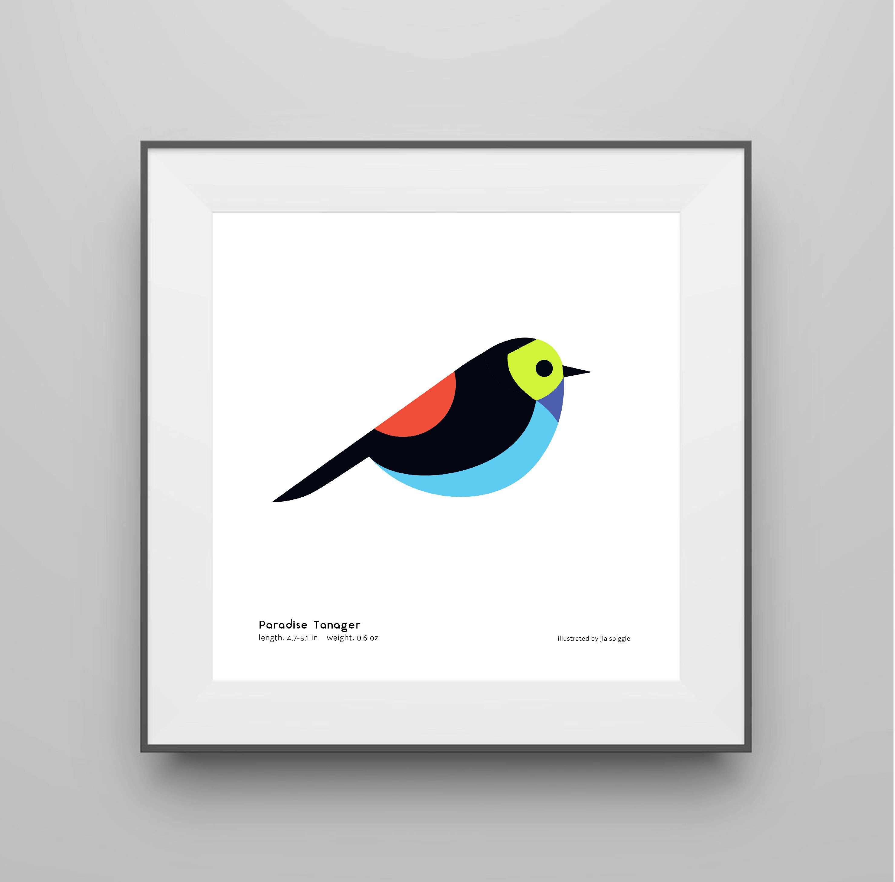 Paradise Tanager Art Print / Field Guide / Bird Poster / Bird - Etsy