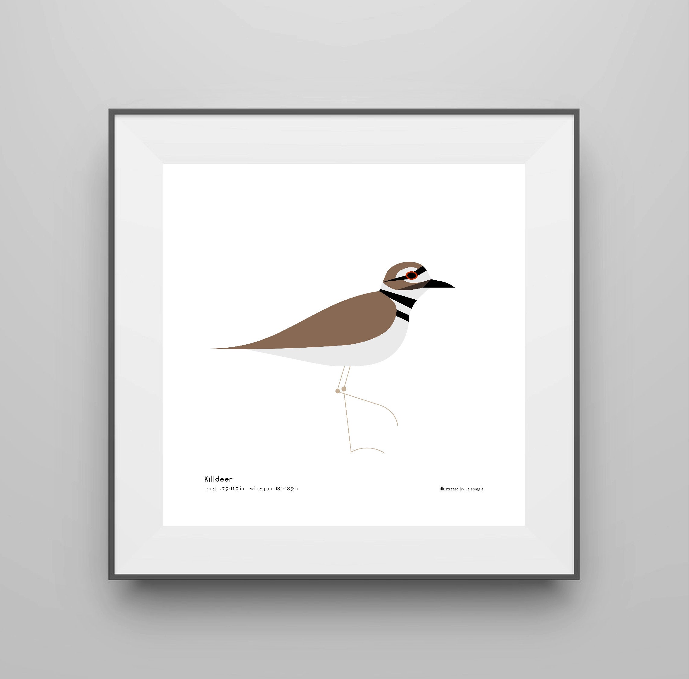 Killdeer Art Print / Field Guide / Bird Poster / Wading Bird / - Etsy