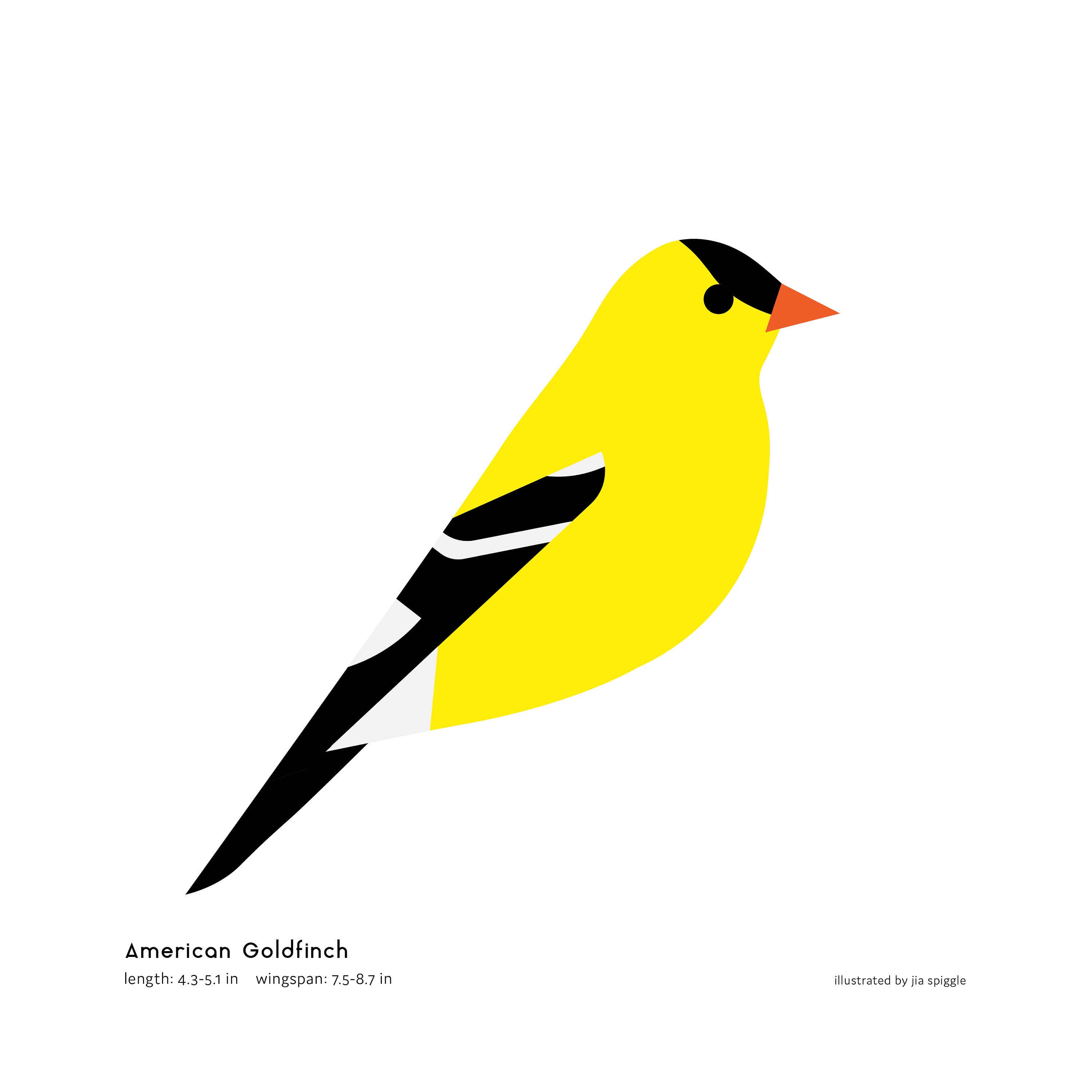 American Goldfinch Art Print/ Field Guide/ Bird Poster/ - Etsy