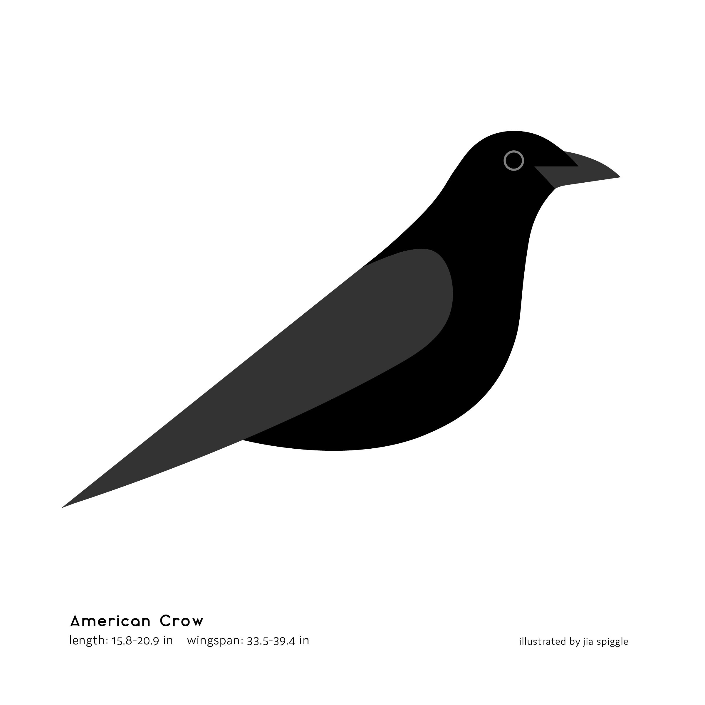 American Crow Art Print / Field Guide / Bird Poster / Bird - Etsy