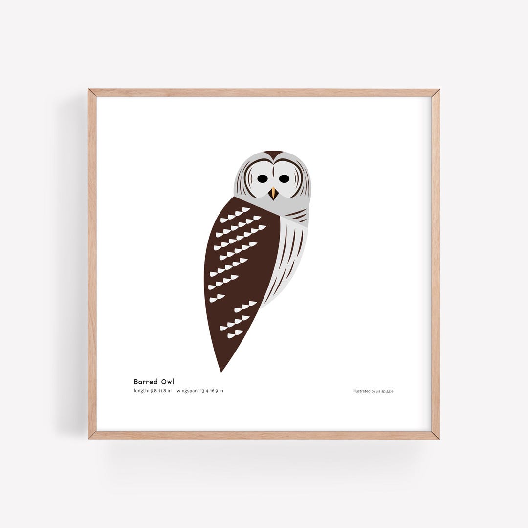 Barred Owl Art Print / Field Guide / Bird Poster / Bird Illustration ...