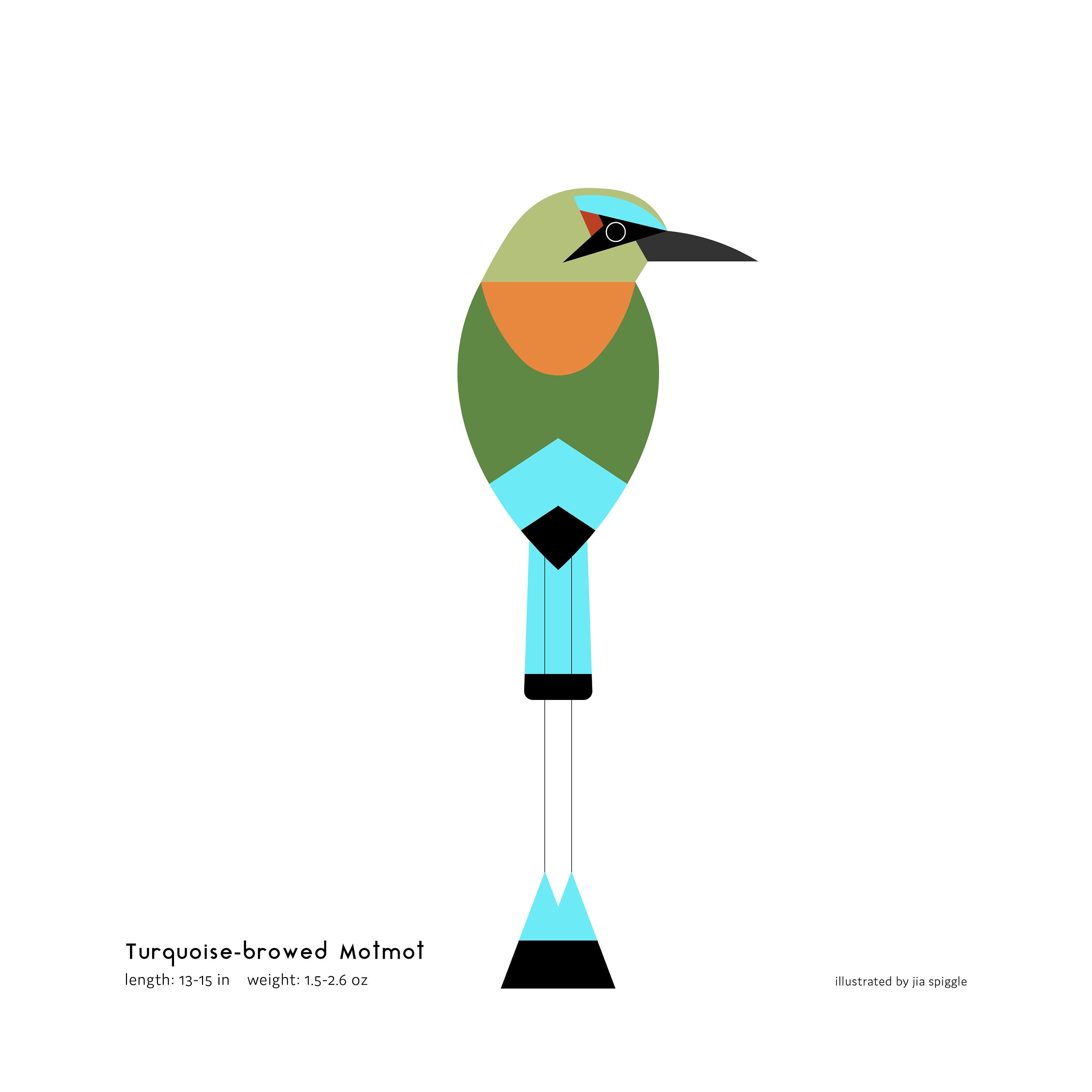 Turquoise Browed Motmot Drawing