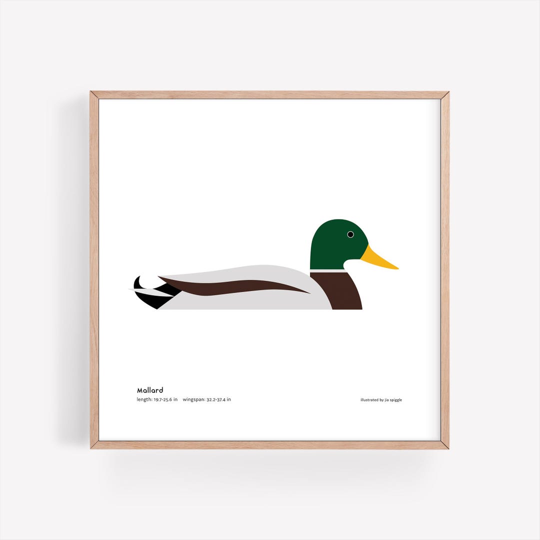 Mallard Duck Art Print | Modern Minimalist Bird Illustration | Giclée ...