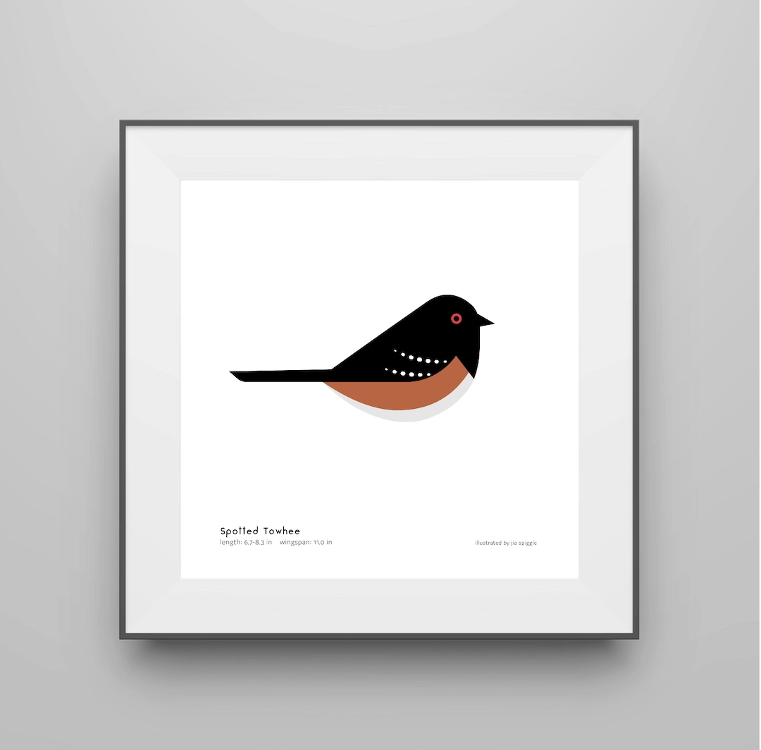Spotted Towhee Art Print / Field Guide / Bird Poster / Bird ...