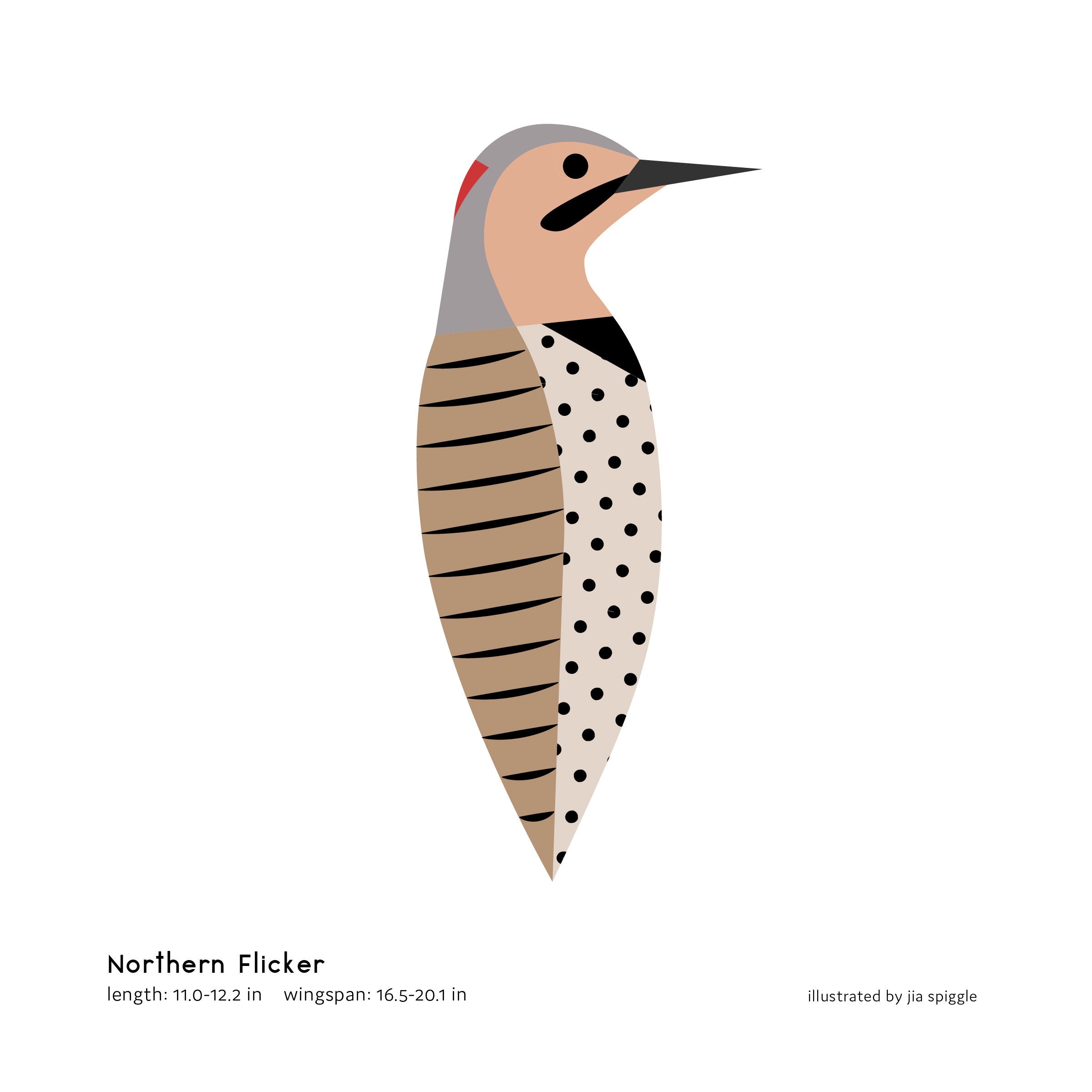 Northern Flicker Art Print / Field Guide / Bird Poster / Bird | Etsy