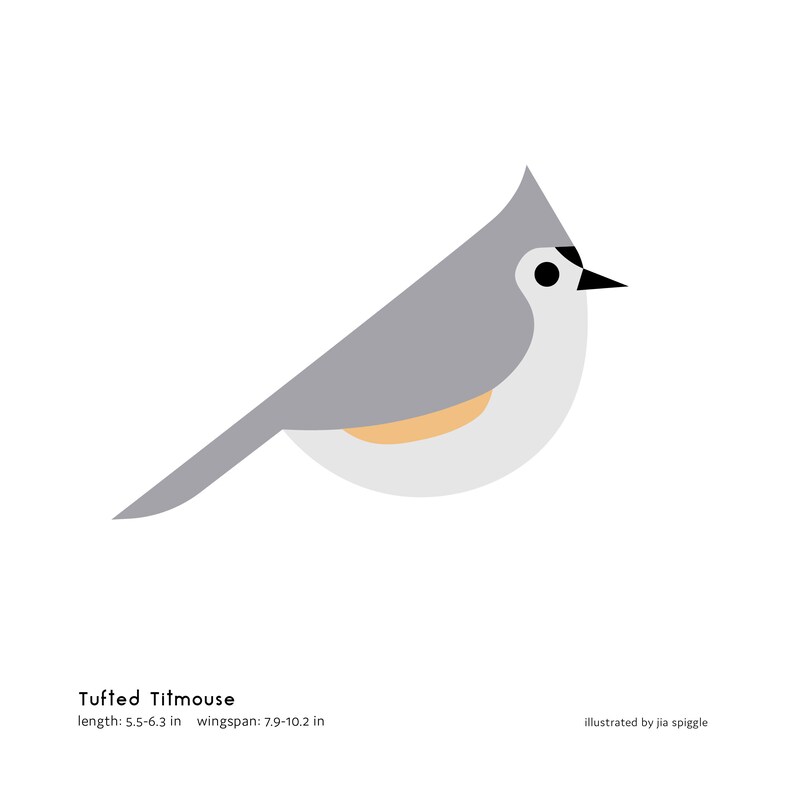 Tufted Titmouse Art Print / Field Guide / Bird Poster / Bird | Etsy