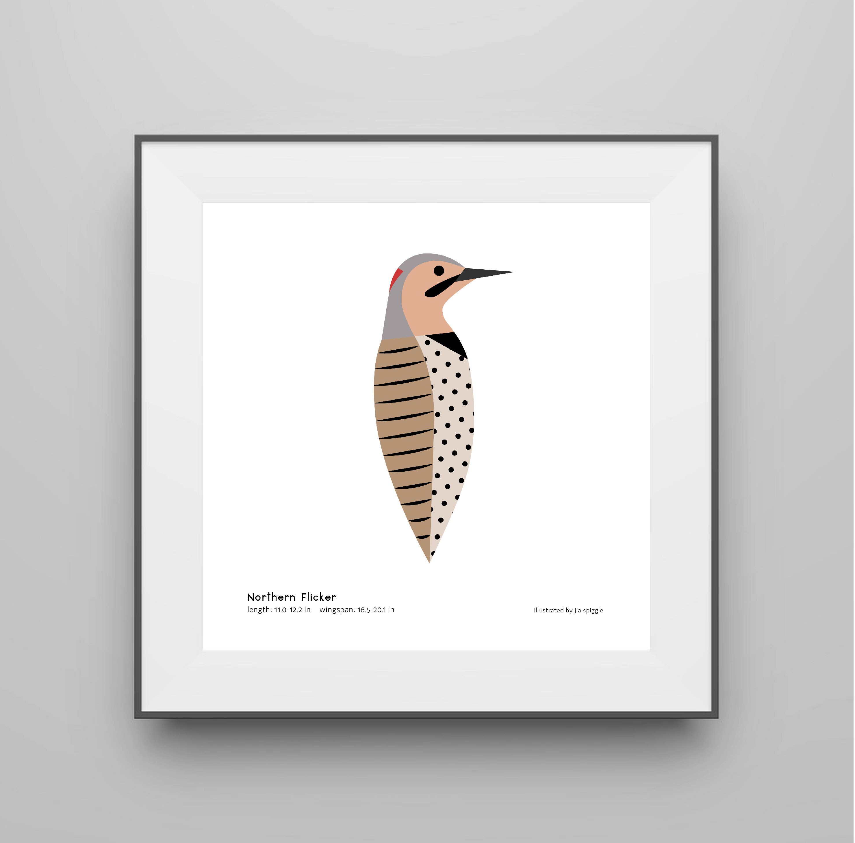 Northern Flicker Art Print / Field Guide / Bird Poster / Bird | Etsy