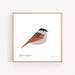 Cardinal Art Print / Field Guide / Bird Poster / Songbird / Bird Decor ...