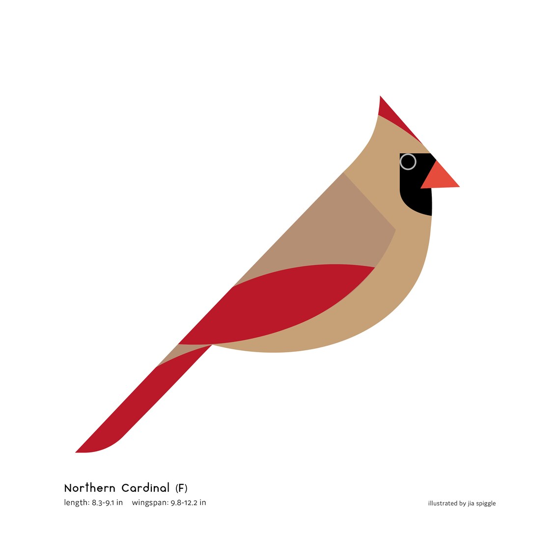 Female Cardinal Art Print / Field Guide / Bird Poster / Modern Nature ...